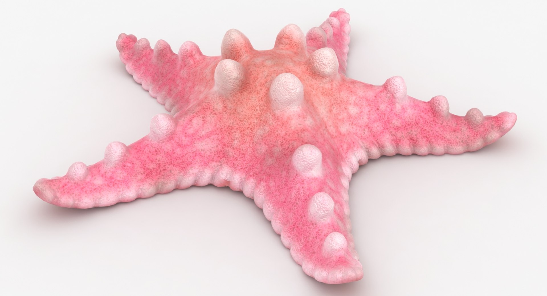 3D Realistic Pink Starfish Model - TurboSquid 1299371