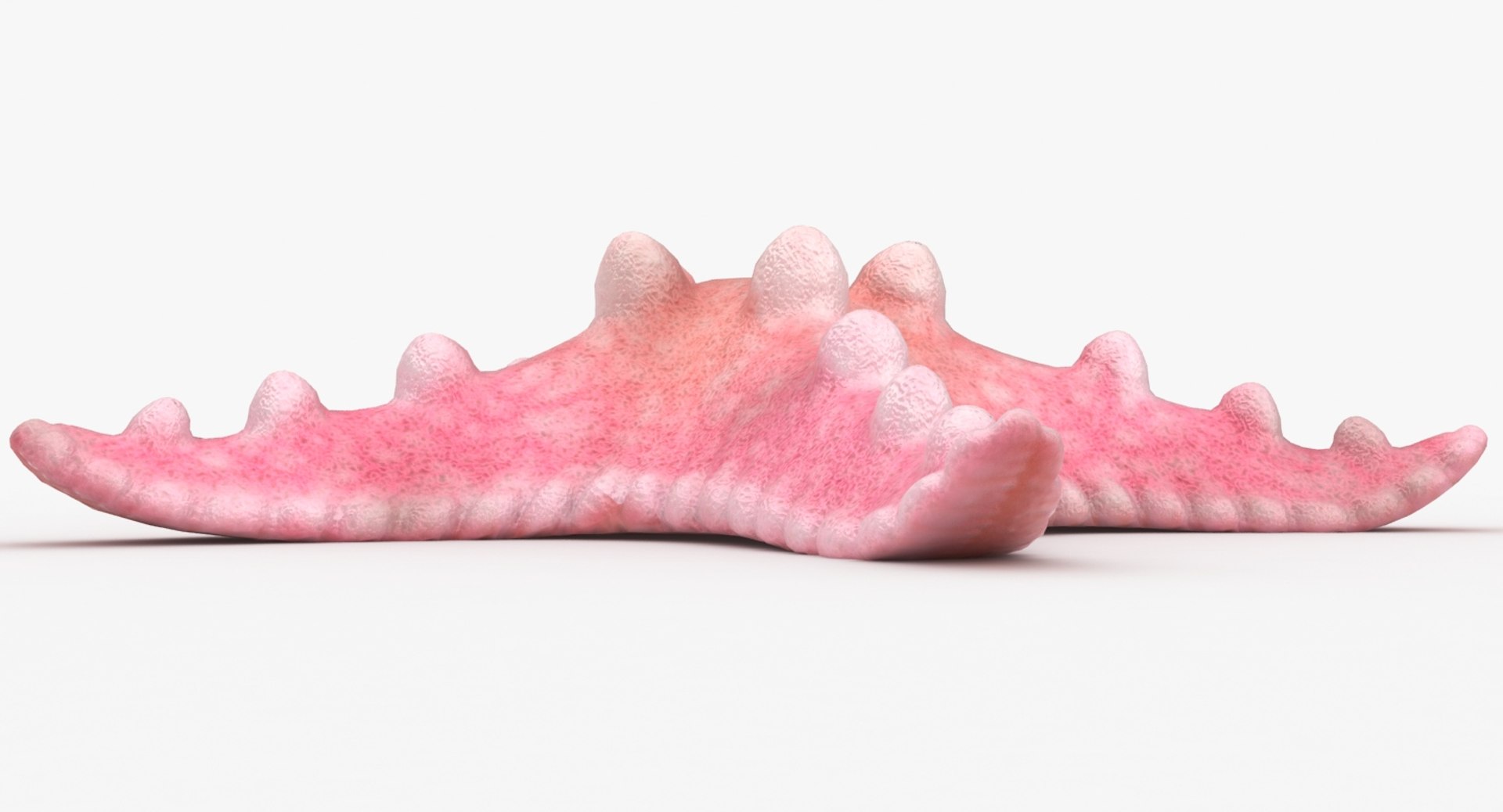 3D Realistic Pink Starfish Model - TurboSquid 1299371