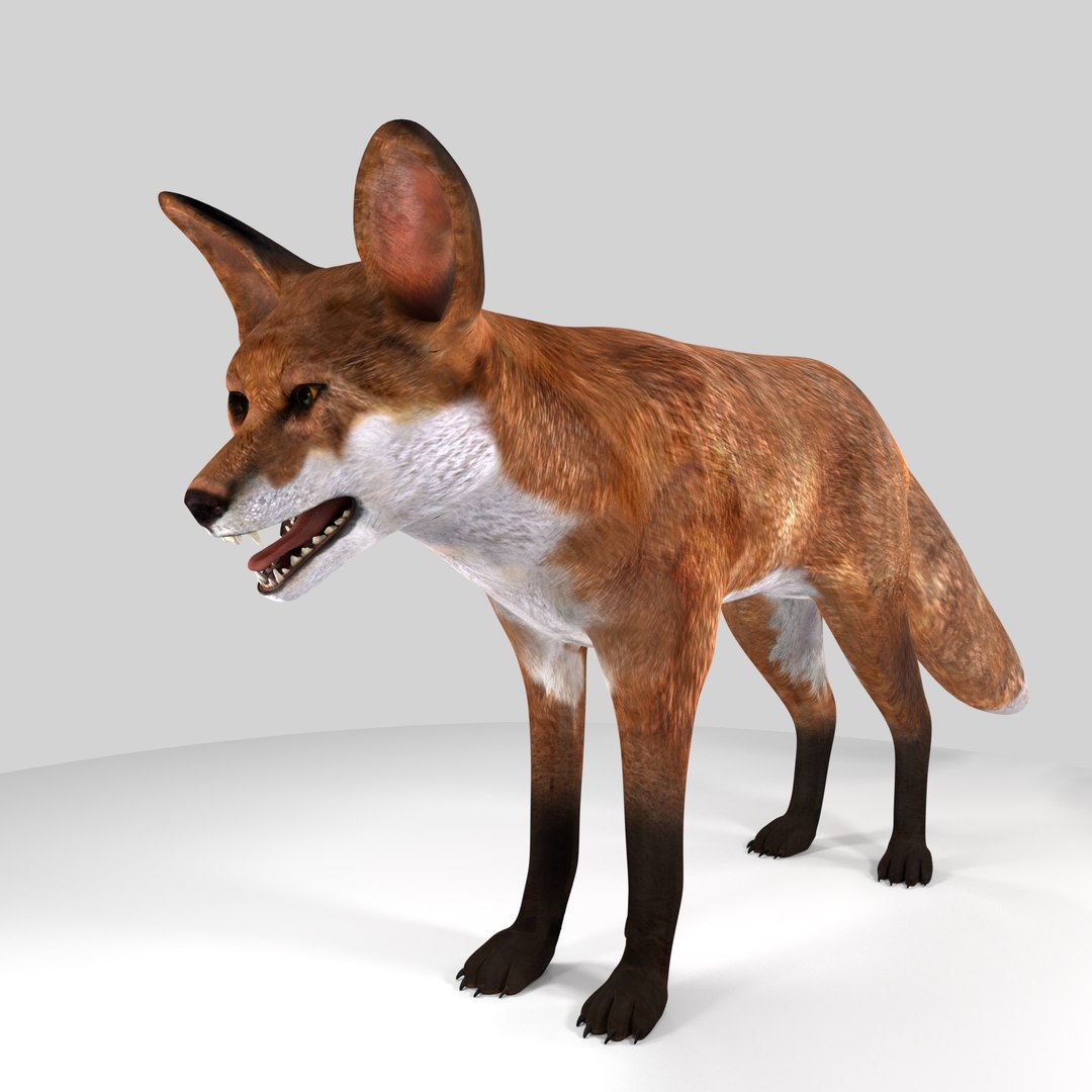 3D Model Fox Animal Mammal - TurboSquid 1359196