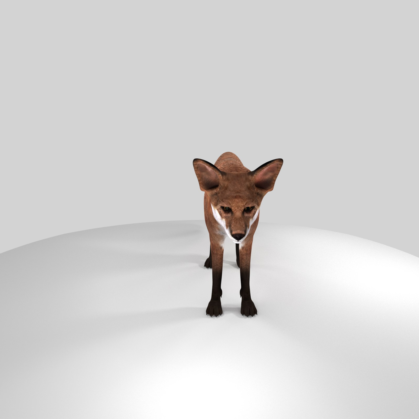 3D model fox animal mammal - TurboSquid 1359196