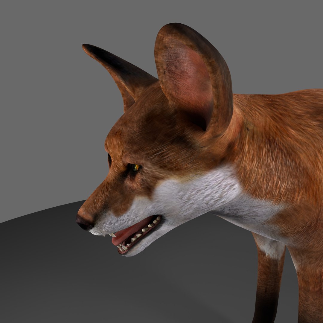 3D Model Fox Animal Mammal - TurboSquid 1359196