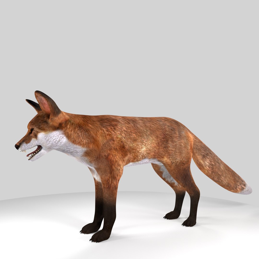 3D Model Fox Animal Mammal - TurboSquid 1359196