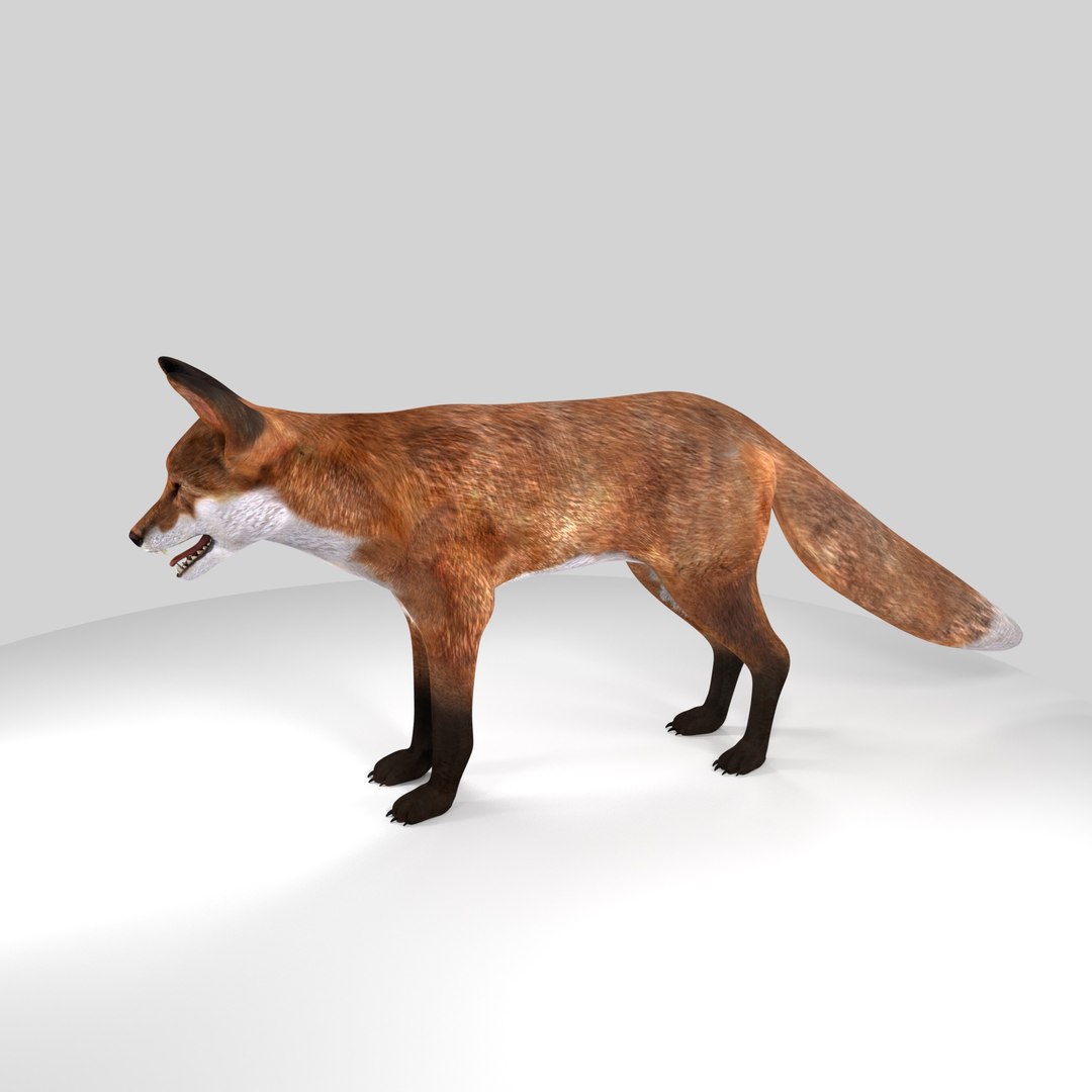 3D Model Fox Animal Mammal - TurboSquid 1359196