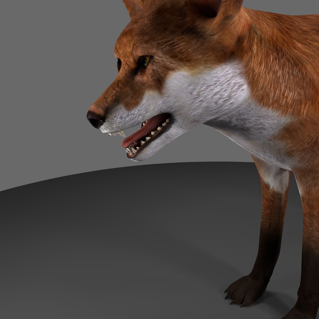 3D Model Fox Animal Mammal - TurboSquid 1359196