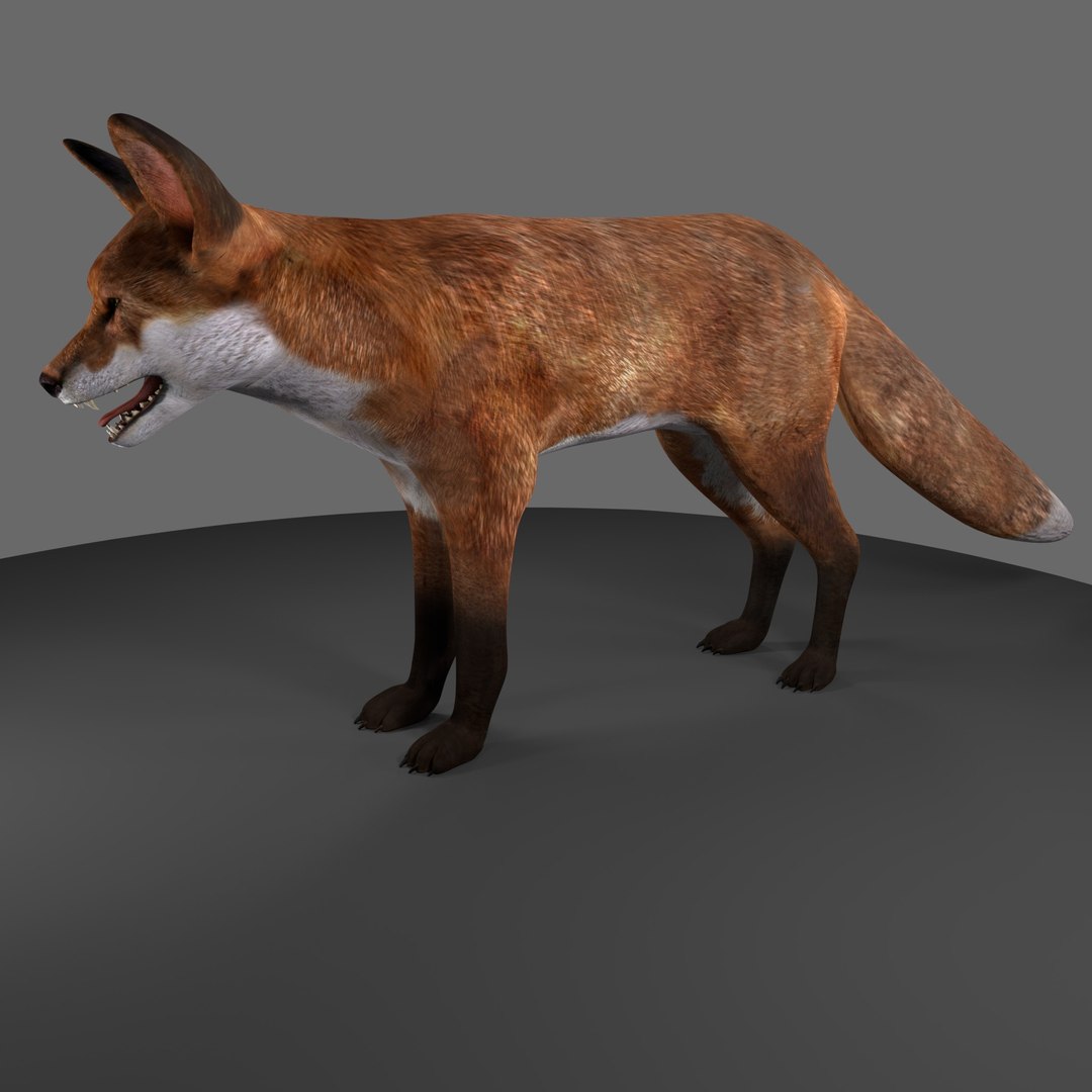 3D Model Fox Animal Mammal - TurboSquid 1359196