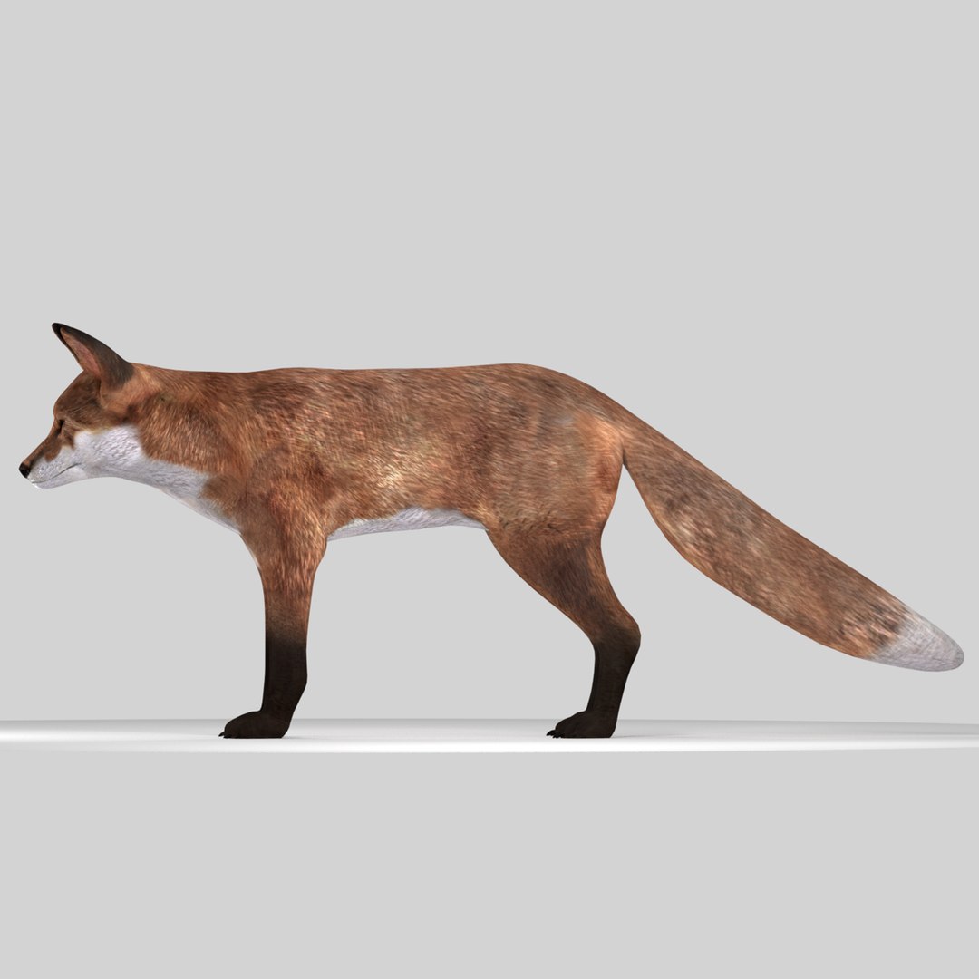 3D Model Fox Animal Mammal - TurboSquid 1359196