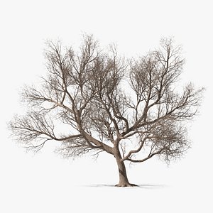3D Bare Models | TurboSquid