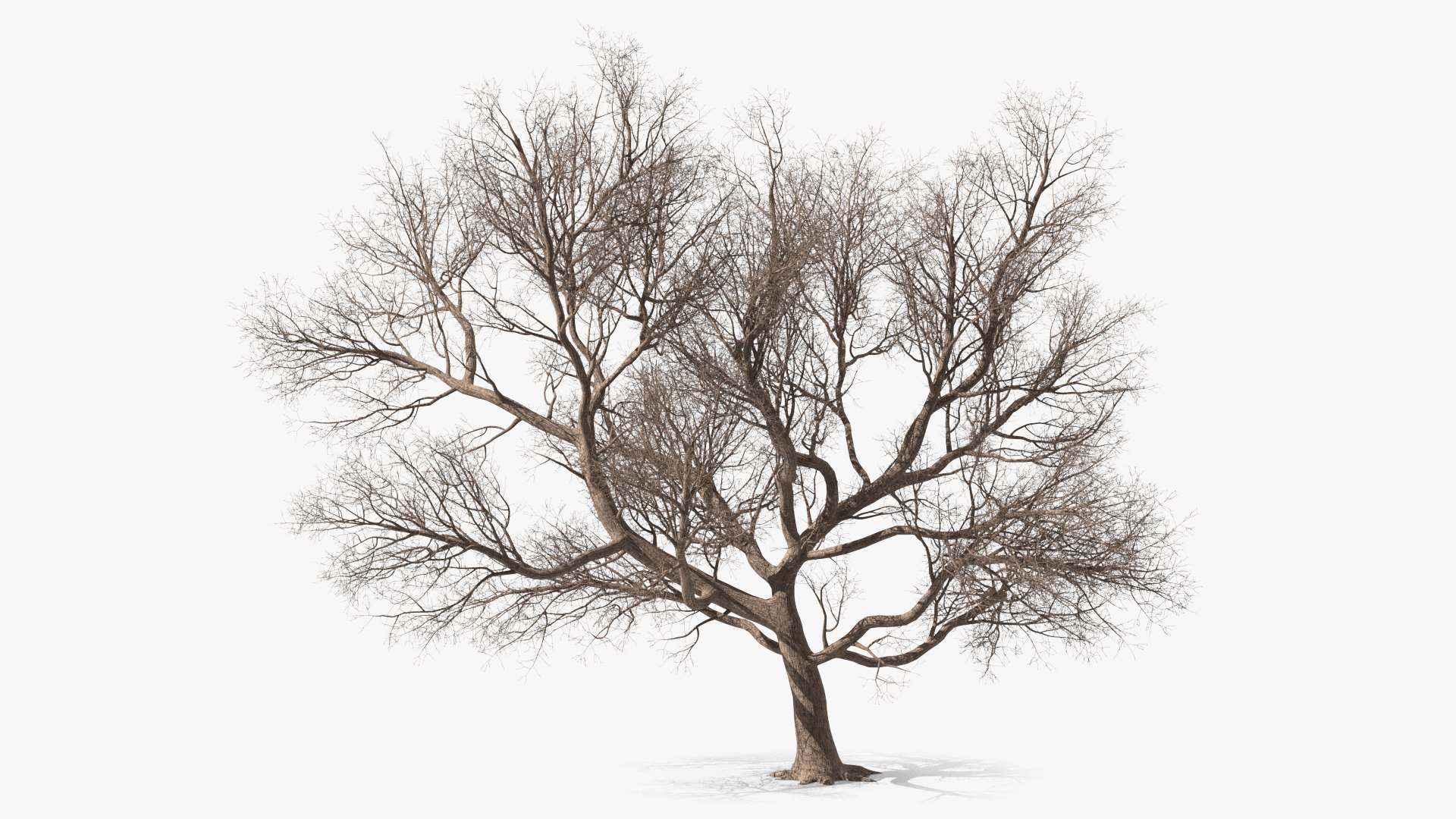 Big Bare Tree 3D model - TurboSquid 1726033