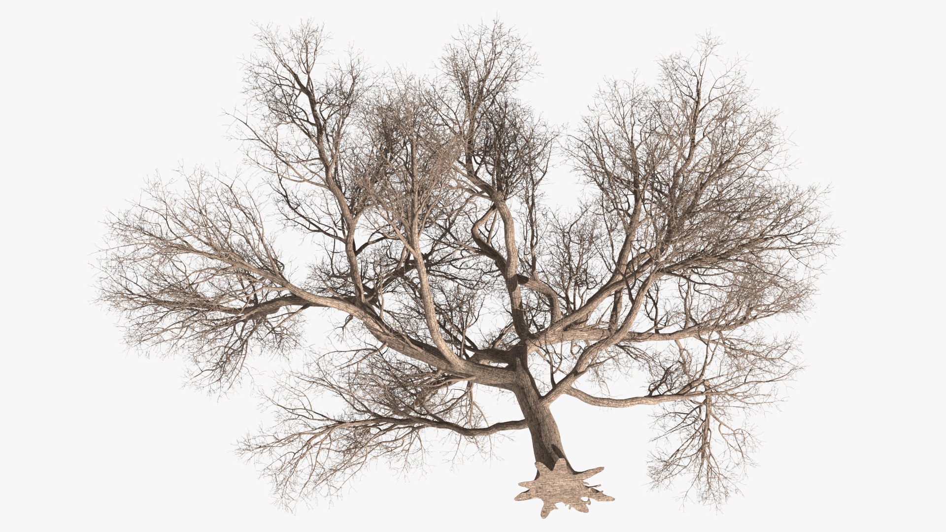 Big Bare Tree 3D model - TurboSquid 1726033