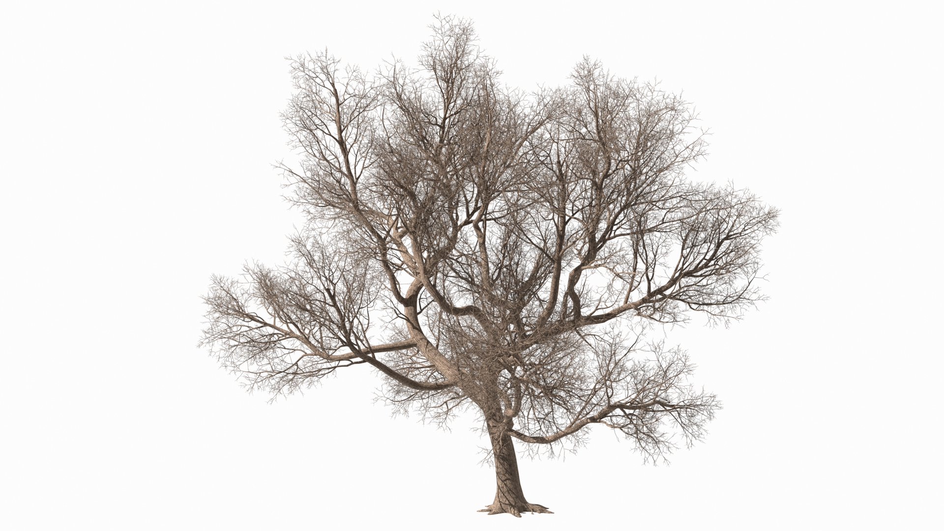 Big Bare Tree 3D model - TurboSquid 1726033