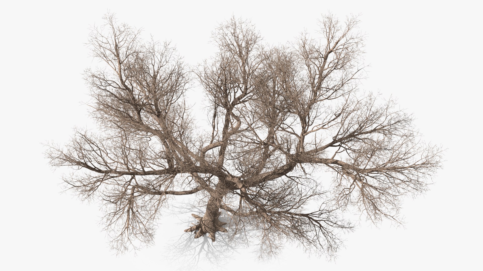 Big Bare Tree 3D model - TurboSquid 1726033