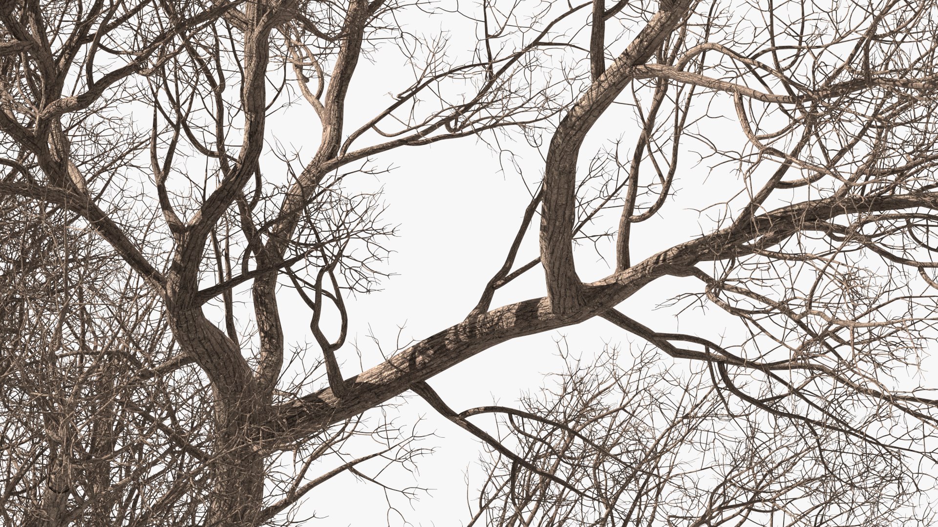 Big Bare Tree 3D model - TurboSquid 1726033