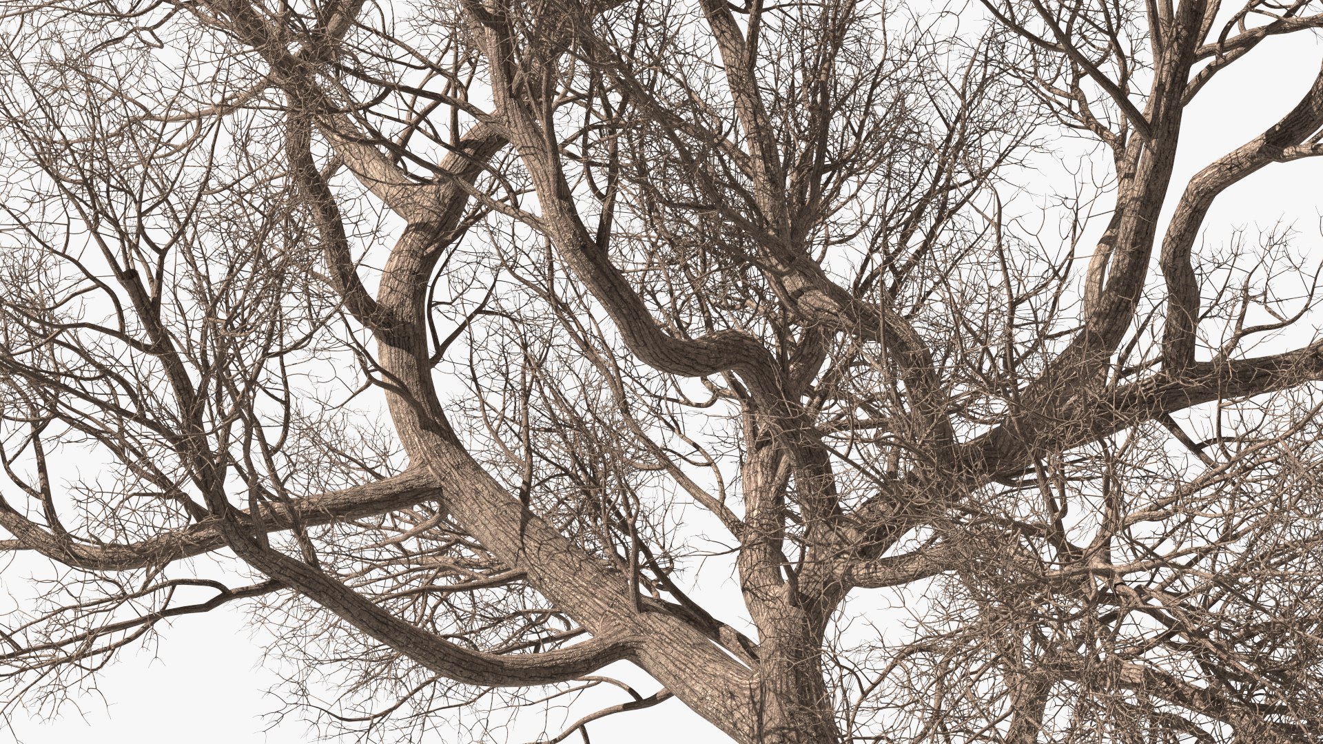 Big Bare Tree 3D model - TurboSquid 1726033