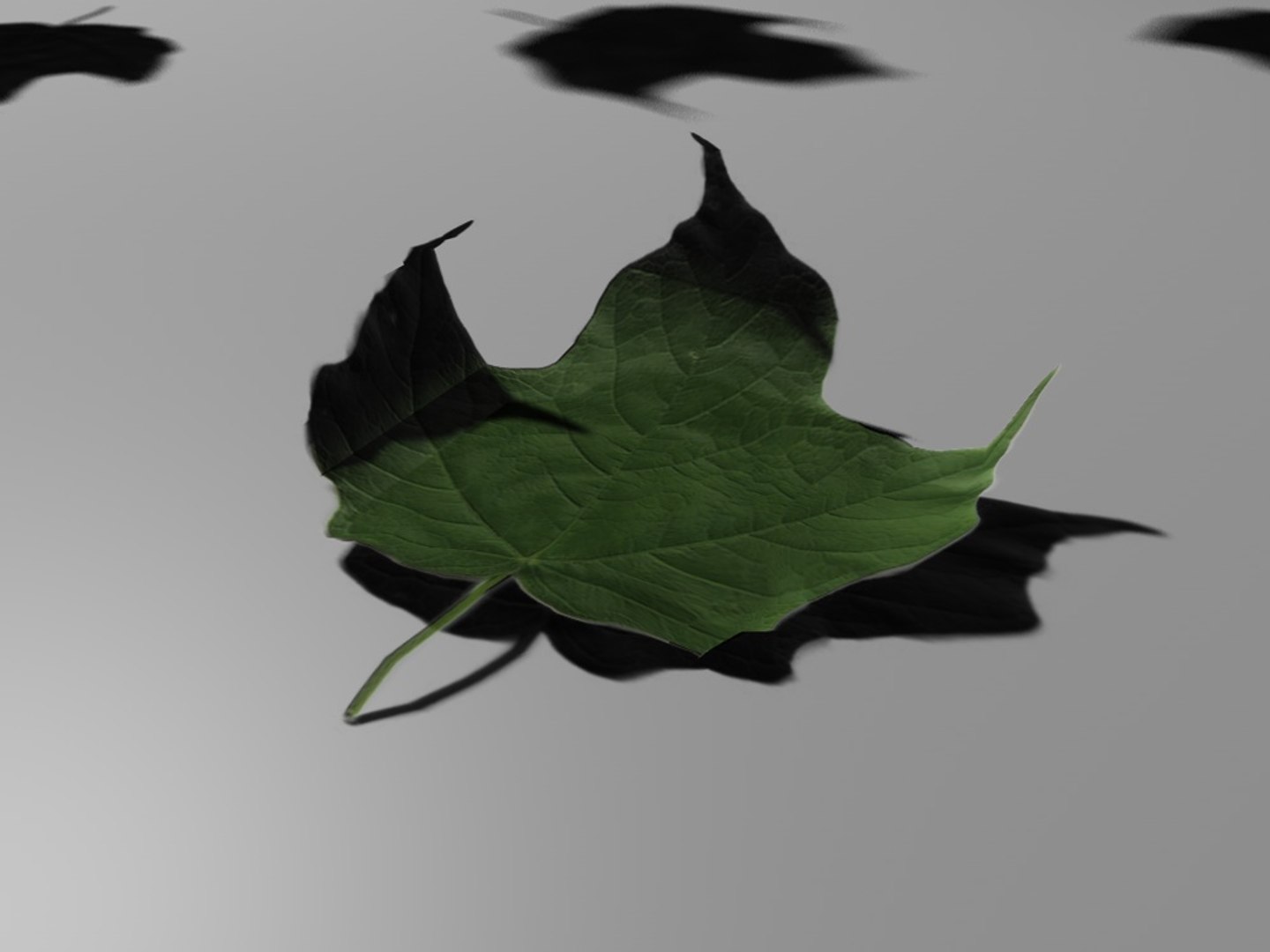 Leaf 3d C4d