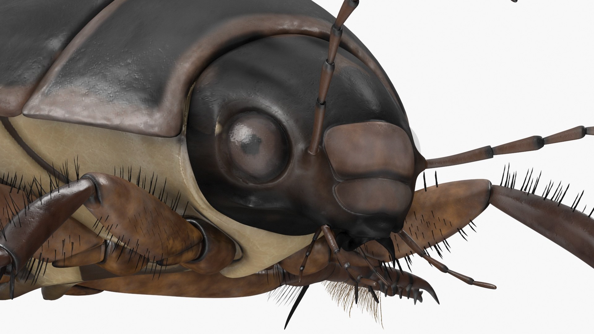 Screech Beetle Black Rigged 3D Model - TurboSquid 2250531