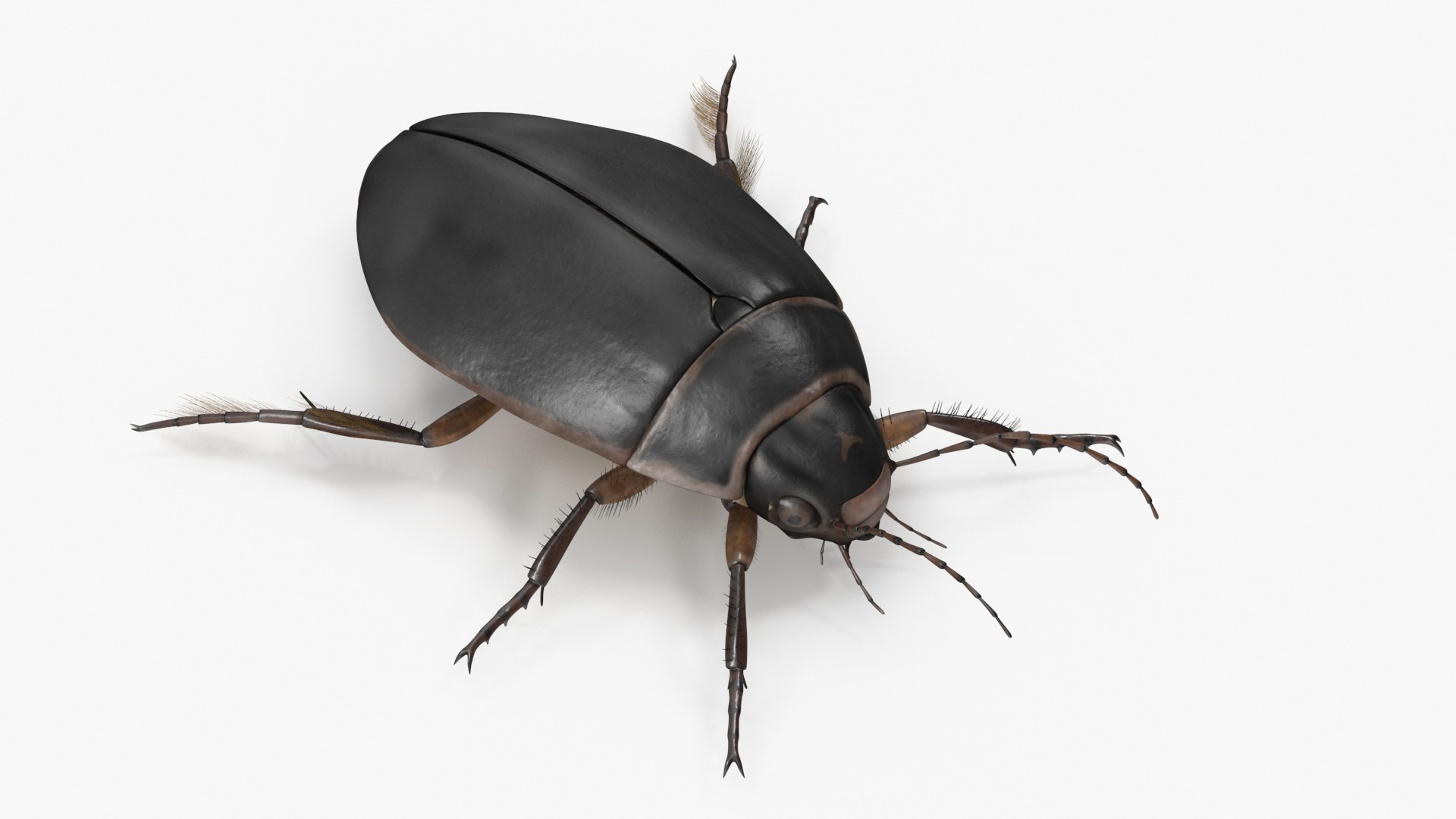 Screech Beetle Black Rigged 3D Model - TurboSquid 2250531