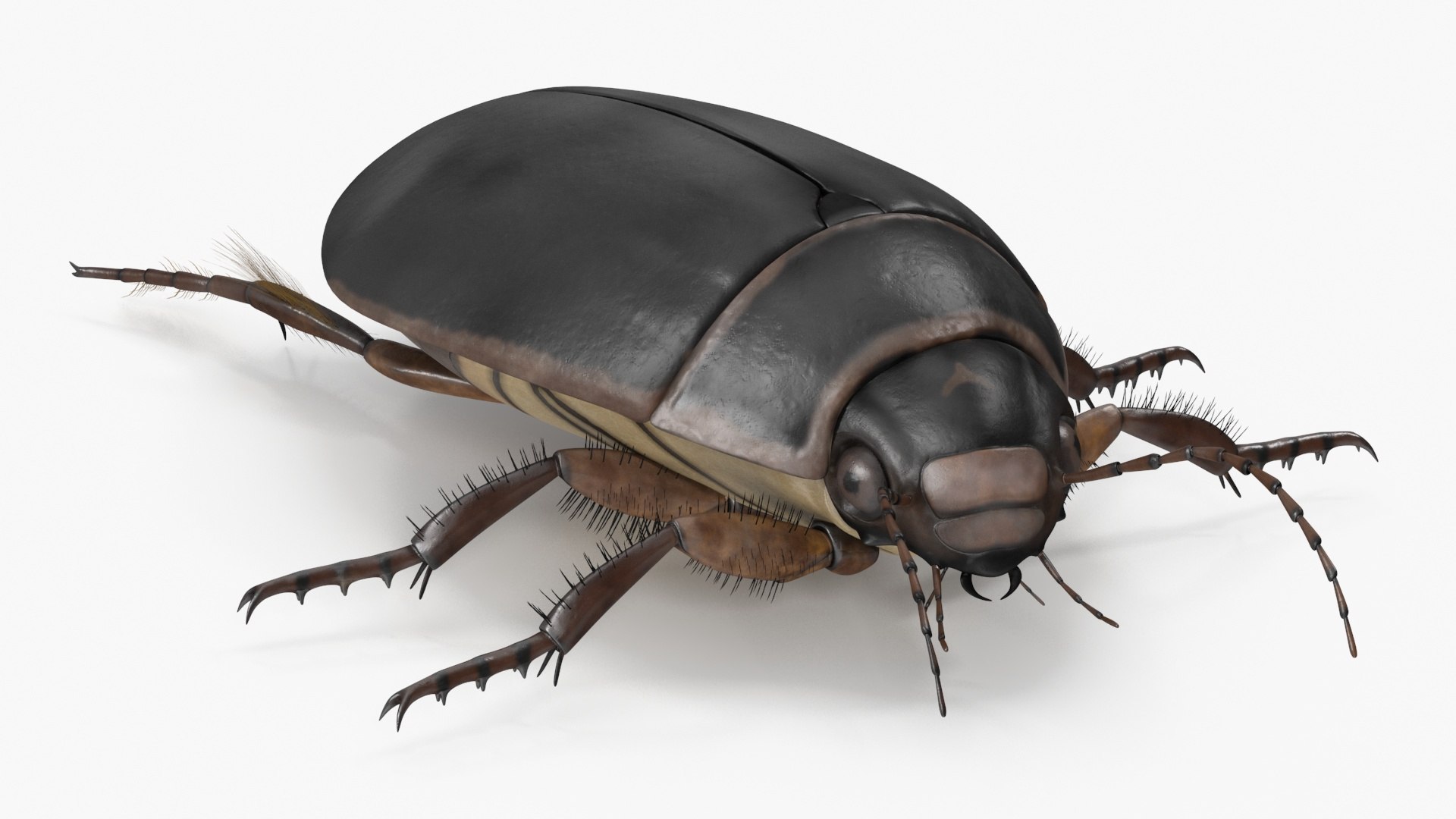 Screech Beetle Black Rigged 3D Model - TurboSquid 2250531