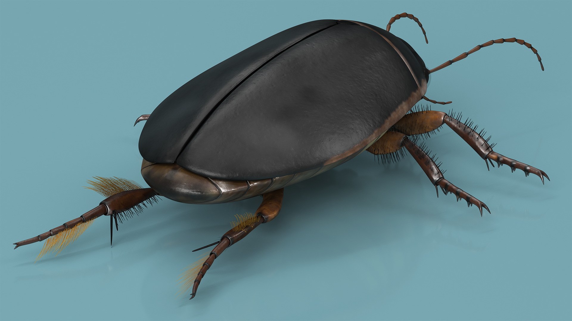Screech Beetle Black Rigged 3D Model - TurboSquid 2250531