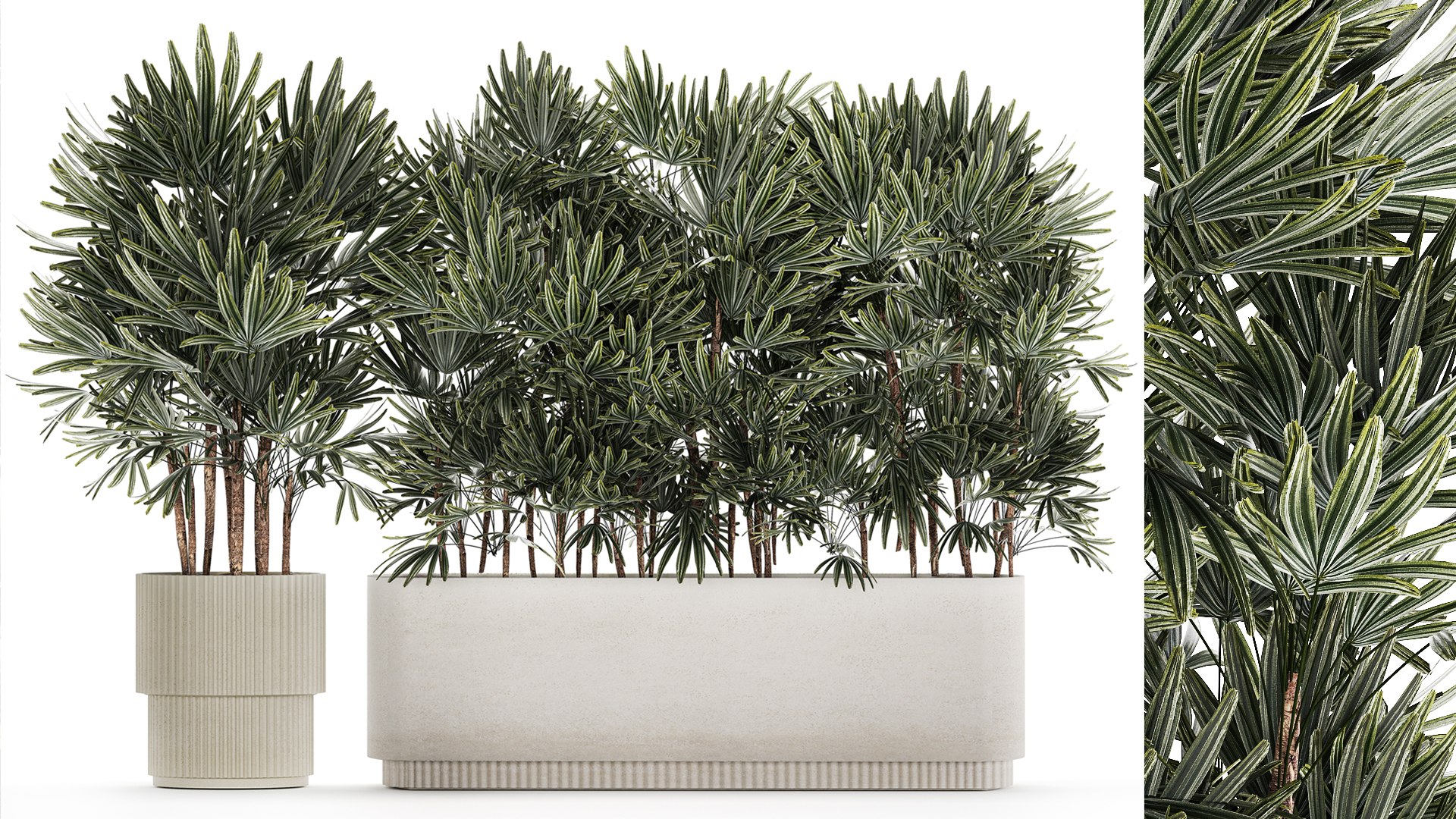 3D Beautiful Plant Palm Fan Rhapis In Pots 1356 model - TurboSquid 2097622