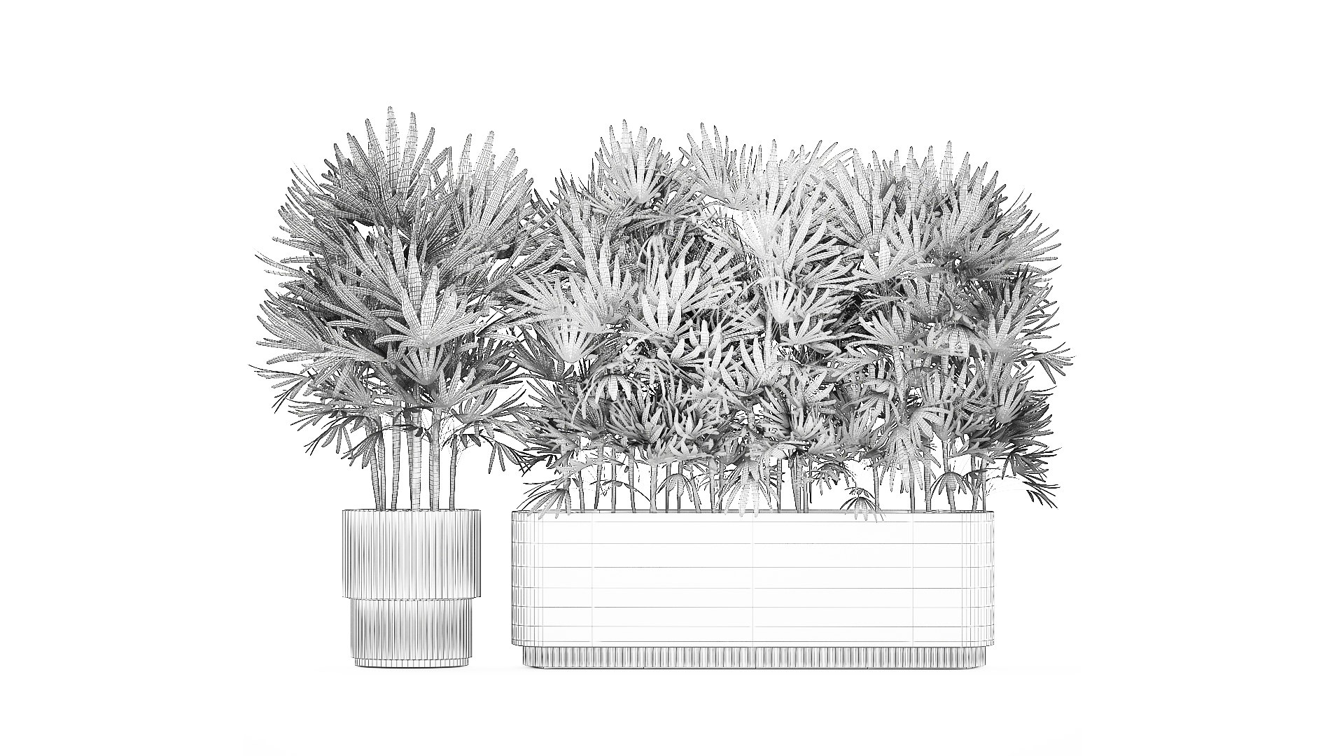 3D Beautiful Plant Palm Fan Rhapis In Pots 1356 model - TurboSquid 2097622
