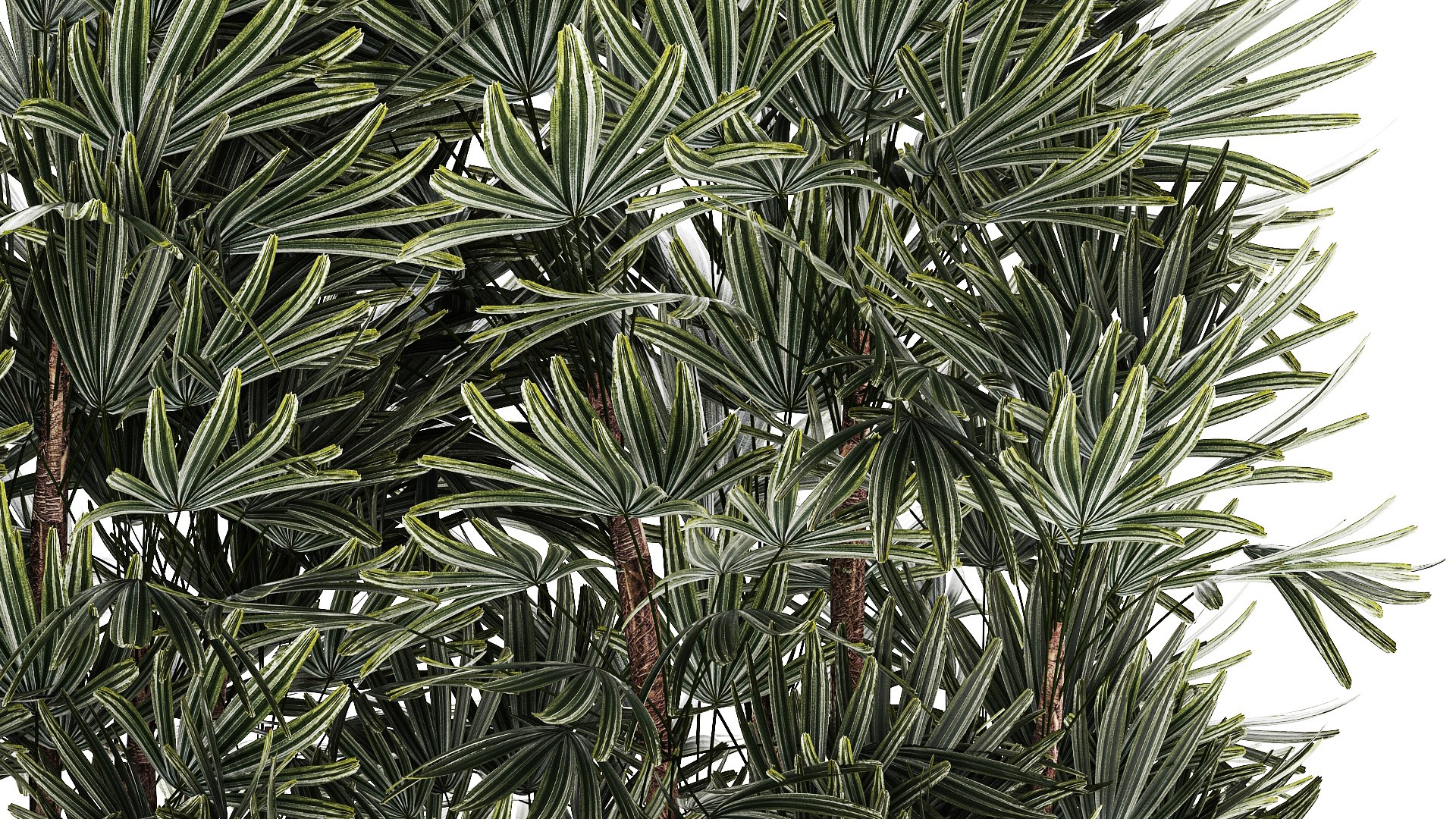 3D Beautiful Plant Palm Fan Rhapis In Pots 1356 model - TurboSquid 2097622