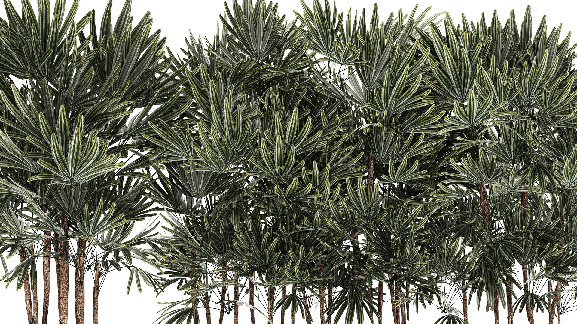 3D Beautiful Plant Palm Fan Rhapis In Pots 1356 model - TurboSquid 2097622