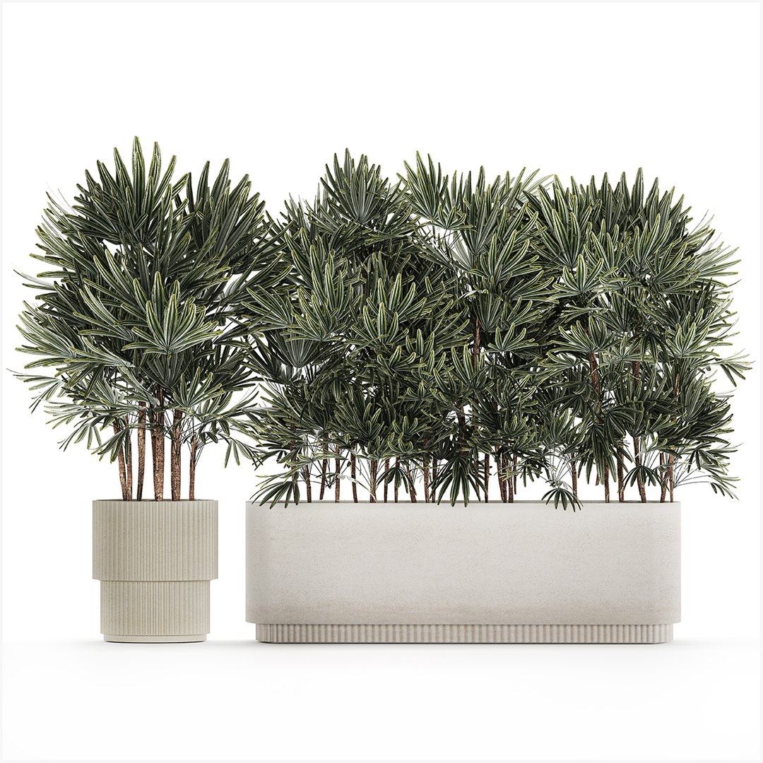 3D Beautiful Plant Palm Fan Rhapis In Pots 1356 model - TurboSquid 2097622