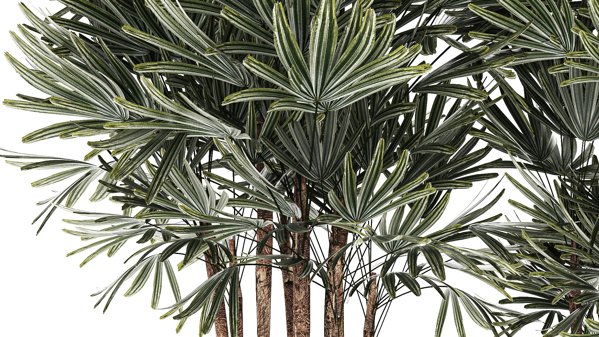 3D Beautiful Plant Palm Fan Rhapis In Pots 1356 model - TurboSquid 2097622