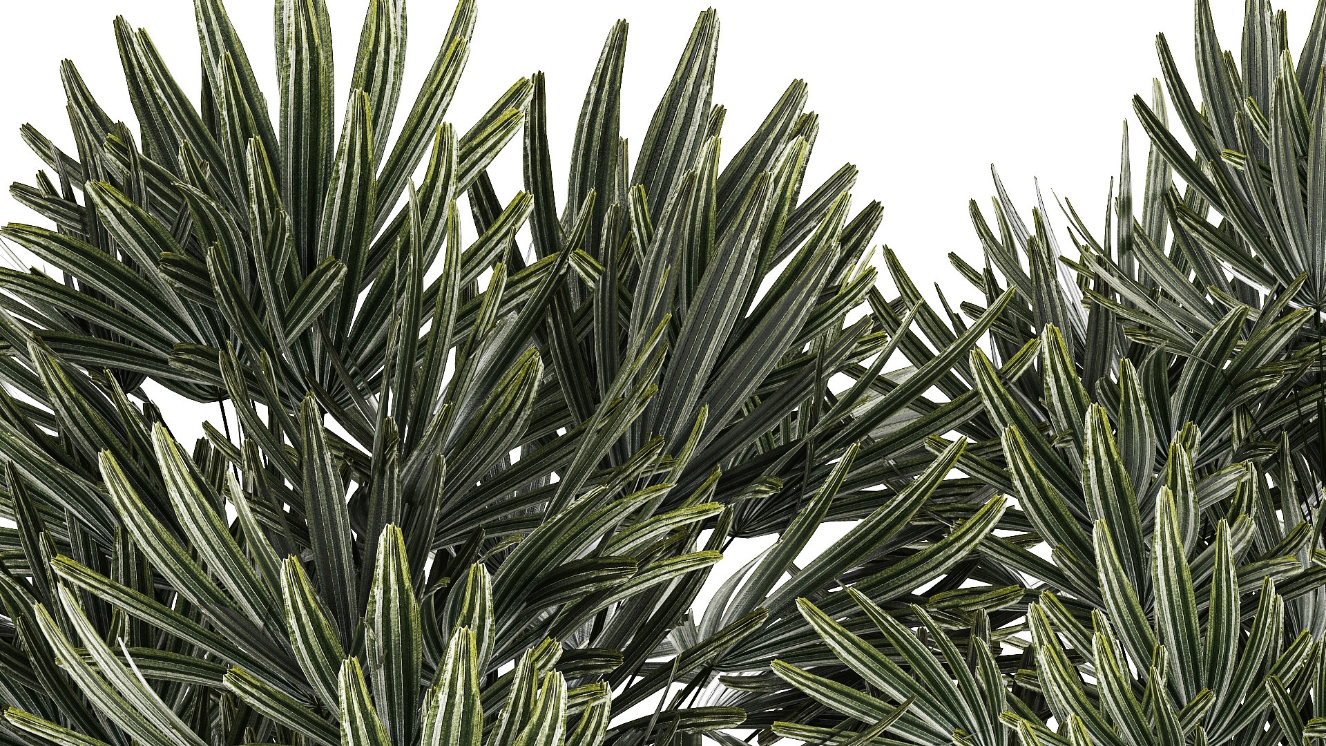 3D Beautiful Plant Palm Fan Rhapis In Pots 1356 model - TurboSquid 2097622