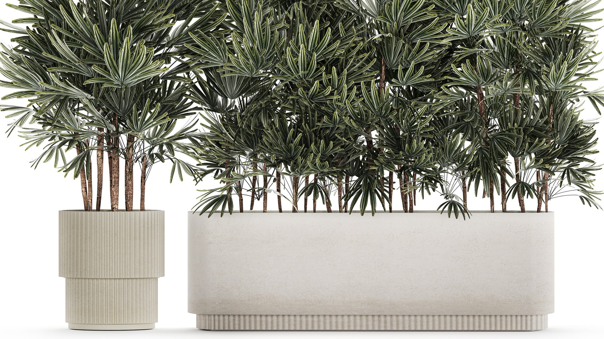 3D Beautiful Plant Palm Fan Rhapis In Pots 1356 model - TurboSquid 2097622