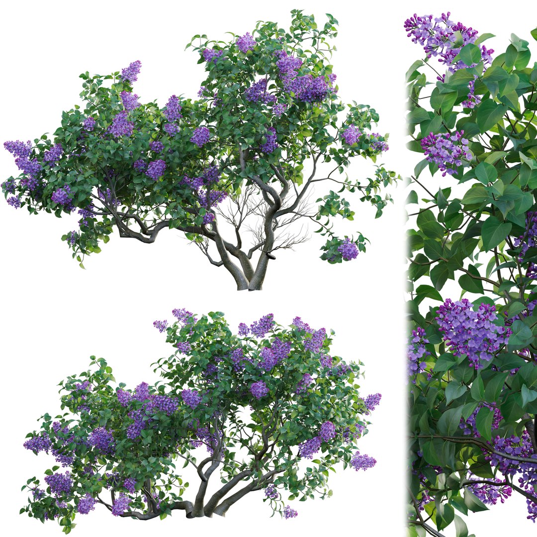 3D Model Syringa Vulgaris - Common Lilac 01 - TurboSquid 2310004