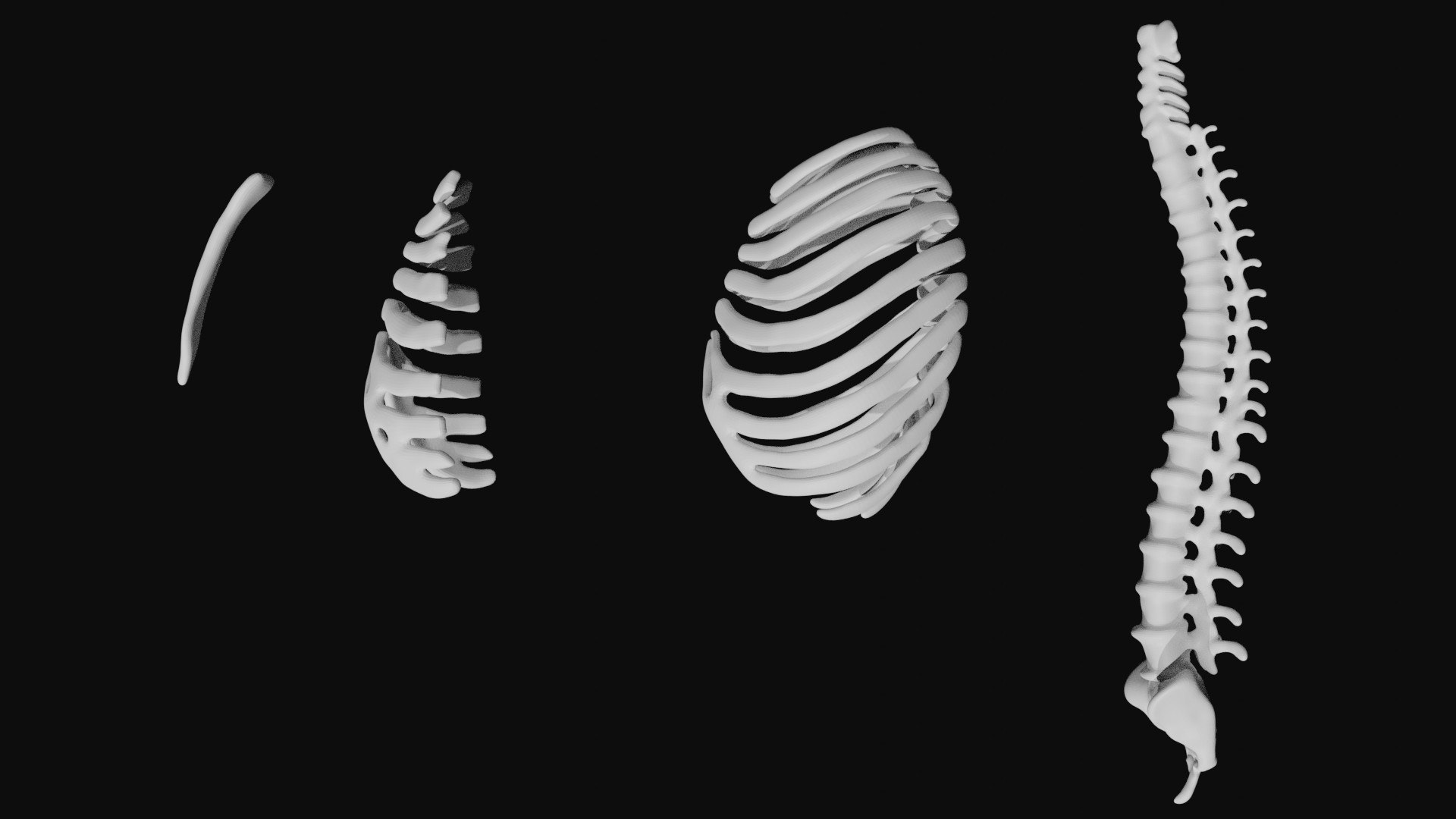 Rigged Spine Plus Rib Cage Combined Collection 3D Model - TurboSquid ...