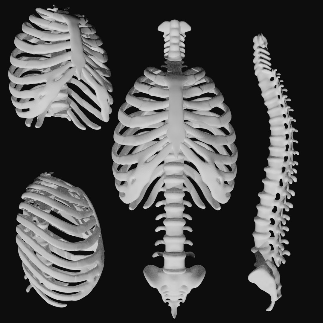 Rigged Spine Plus Rib Cage Combined Collection 3D Model - TurboSquid ...