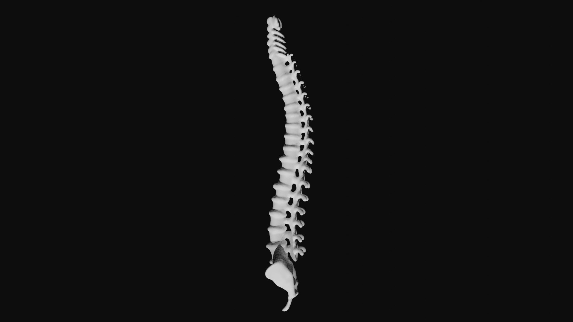 Rigged Spine Plus Rib Cage Combined Collection 3D Model - TurboSquid ...