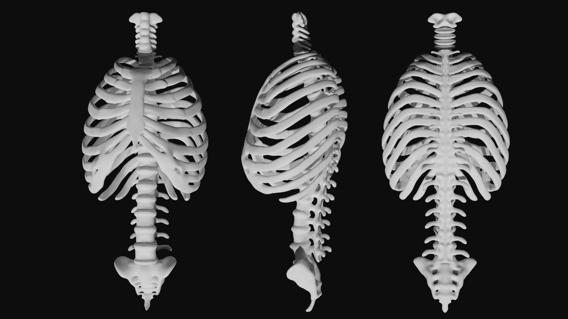 Rigged Spine Plus Rib Cage Combined Collection 3D Model - TurboSquid ...