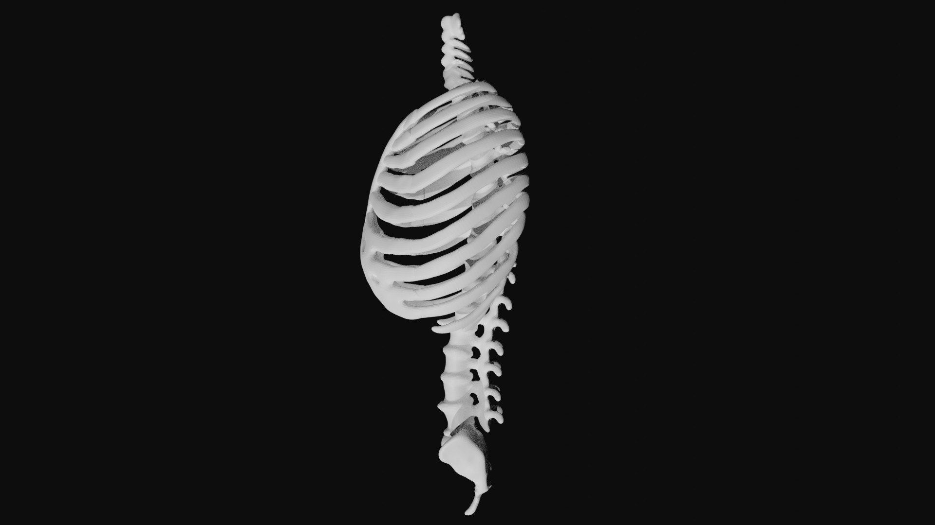 Rigged Spine Plus Rib Cage Combined Collection 3D Model - TurboSquid ...