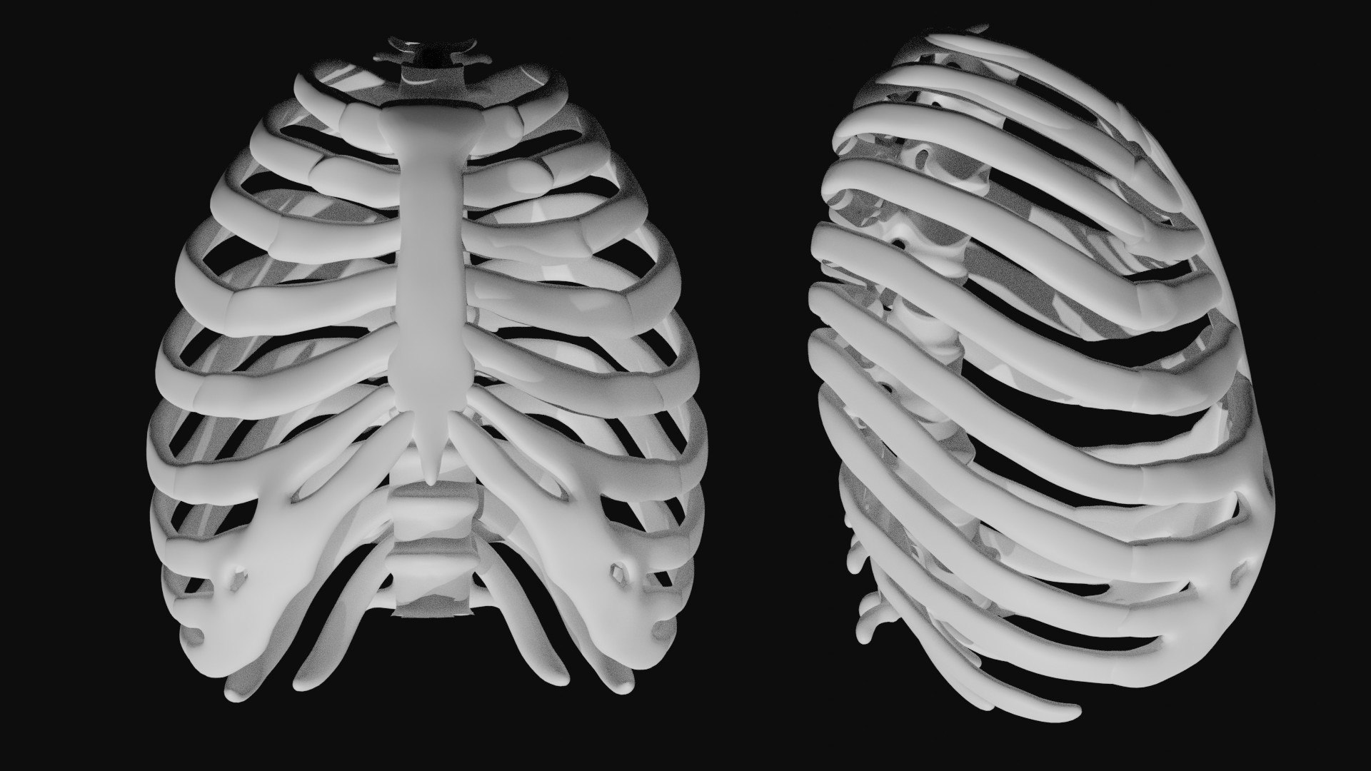 Rigged Spine Plus Rib Cage Combined Collection 3D Model - TurboSquid ...