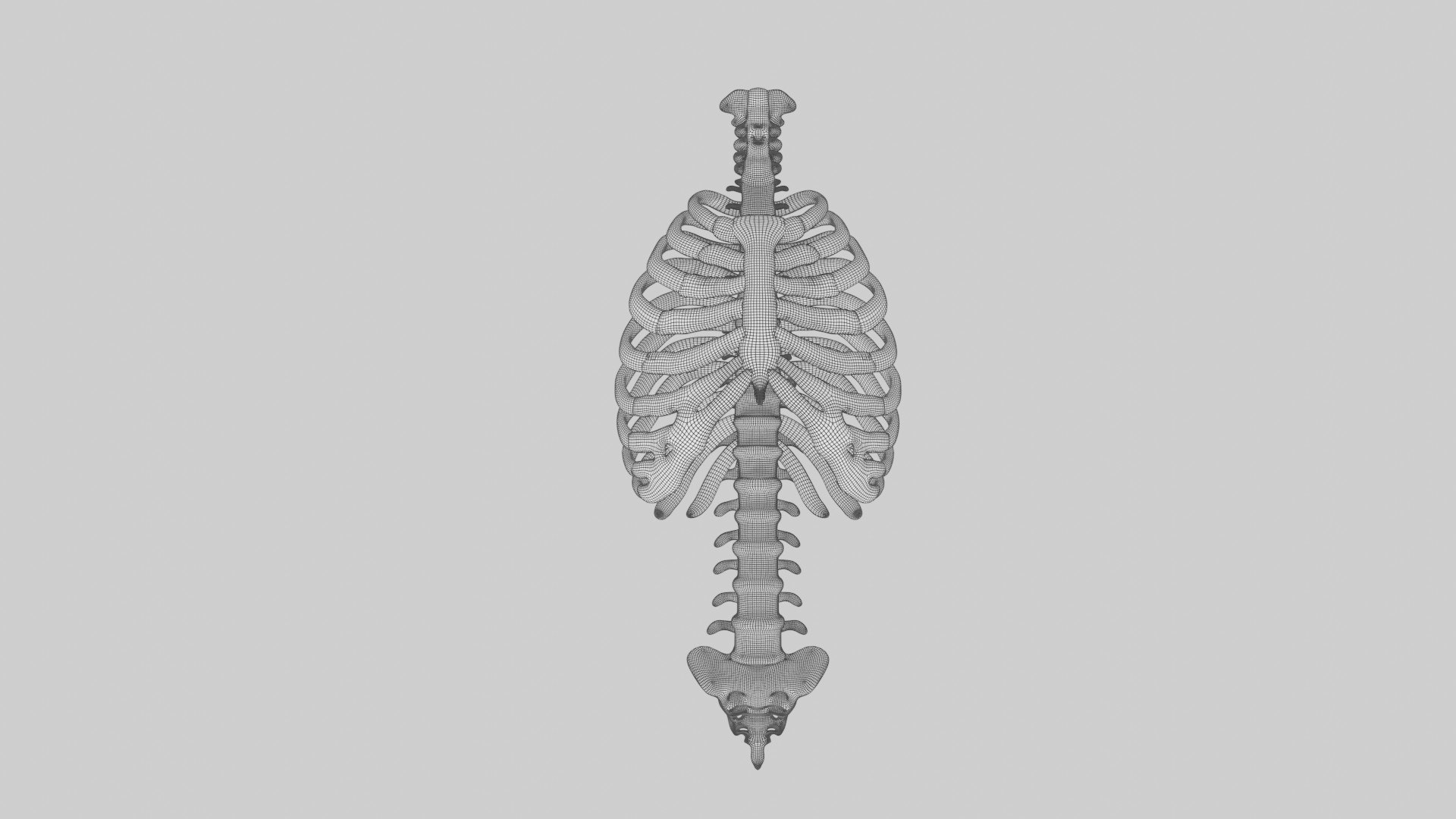 Rigged Spine Plus Rib Cage Combined Collection 3D Model - TurboSquid ...