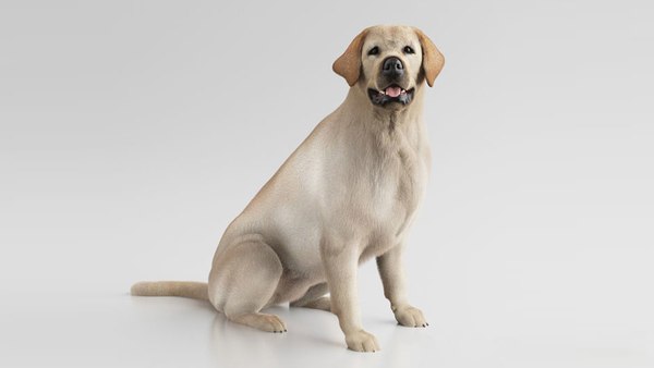 modelo 3d perro labrador - TurboSquid 2255377