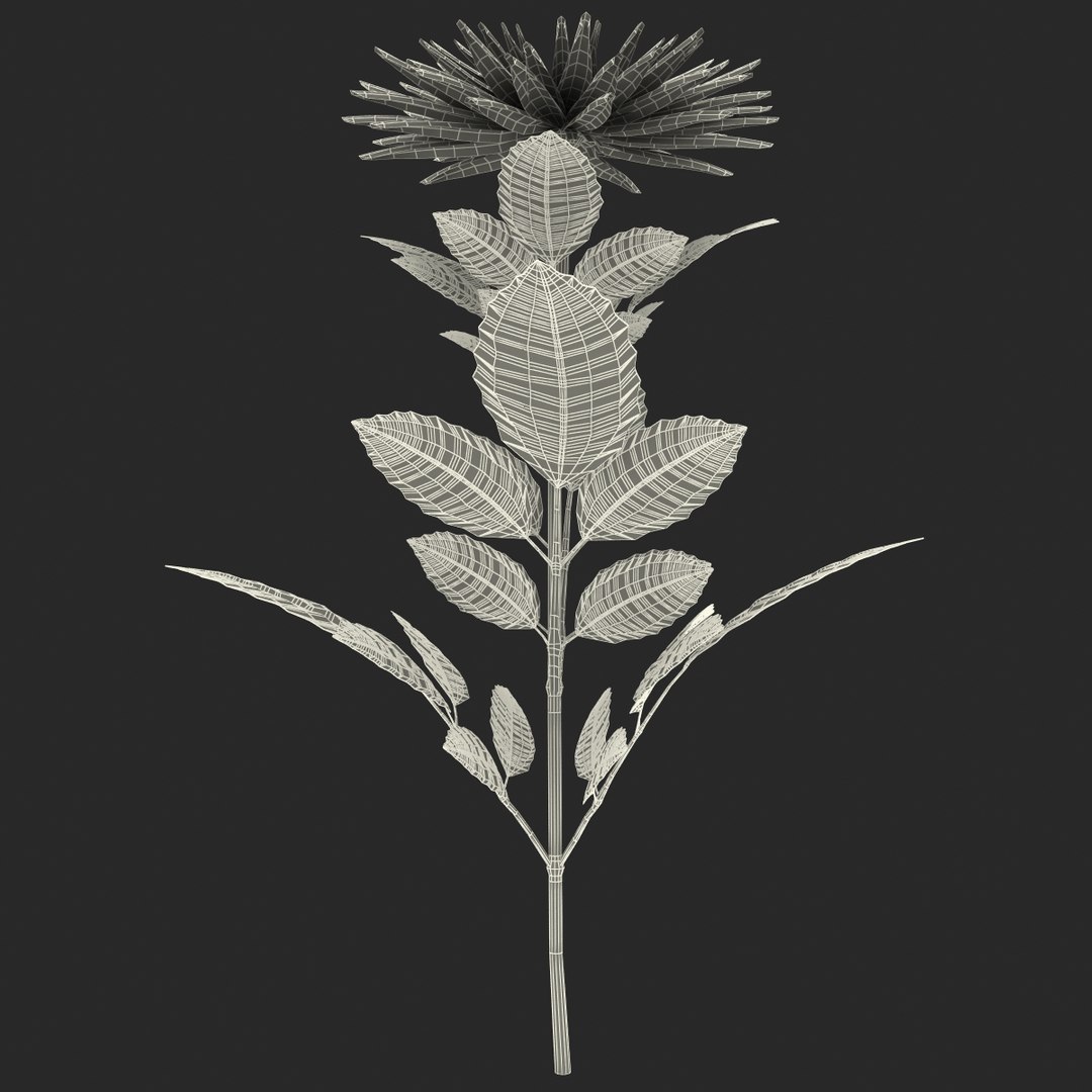 3d Model Dahlias Flowers Modelled