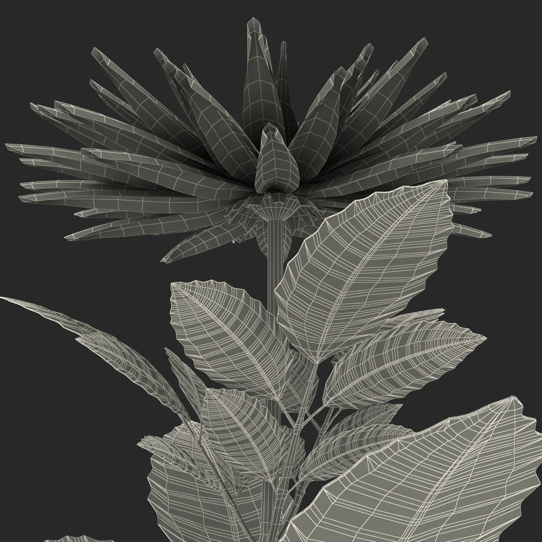 3d Model Dahlias Flowers Modelled