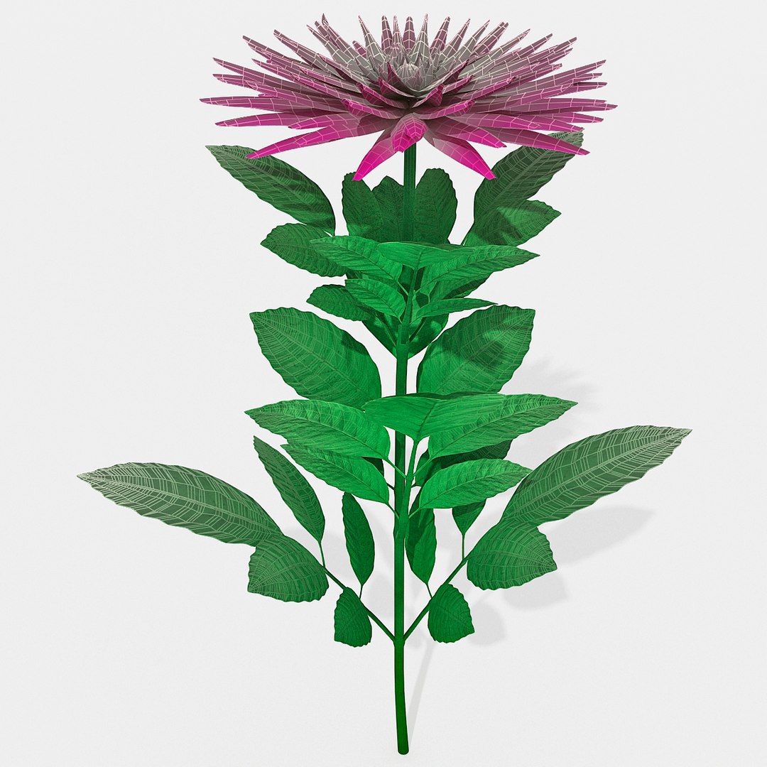 3d Model Dahlias Flowers Modelled