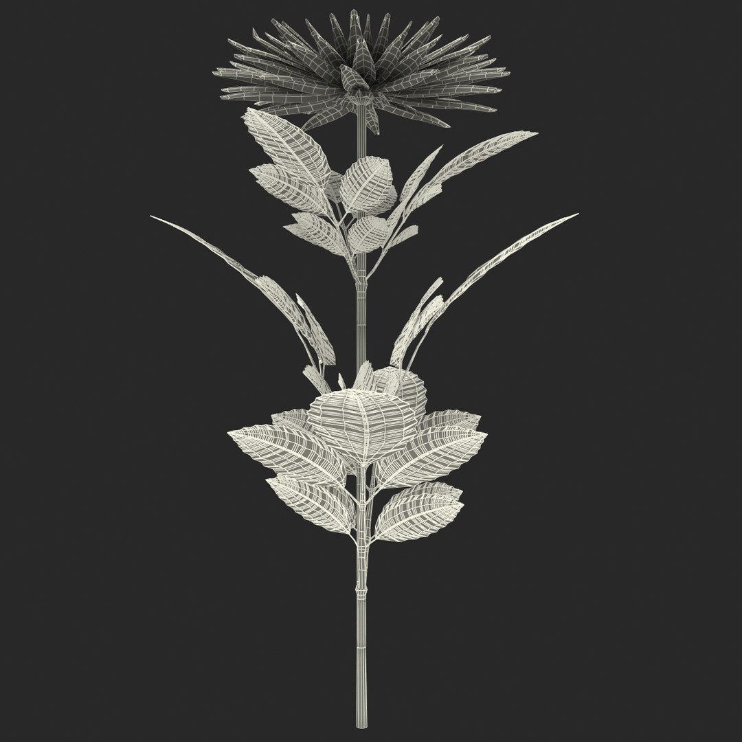 3d Model Dahlias Flowers Modelled