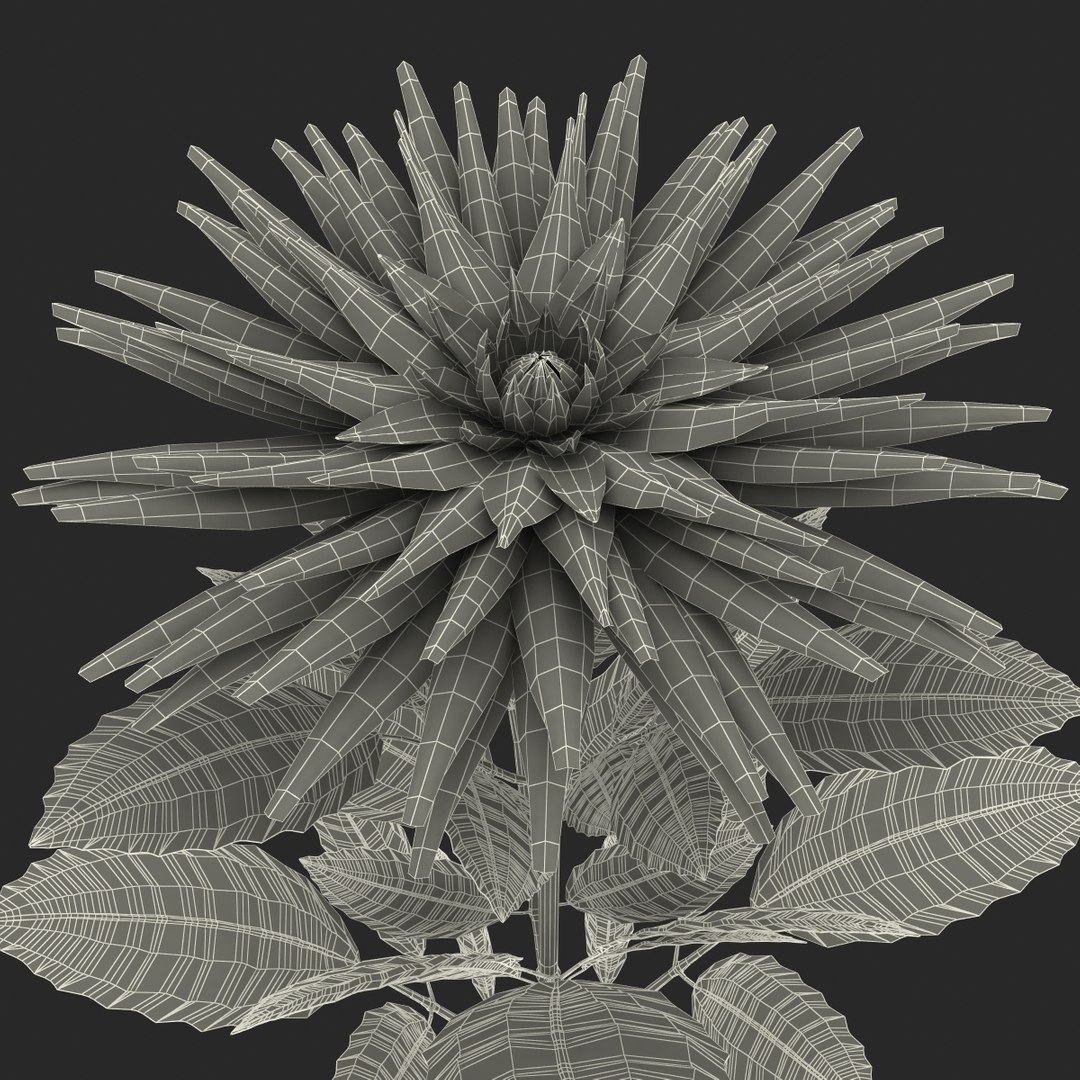 3d Model Dahlias Flowers Modelled