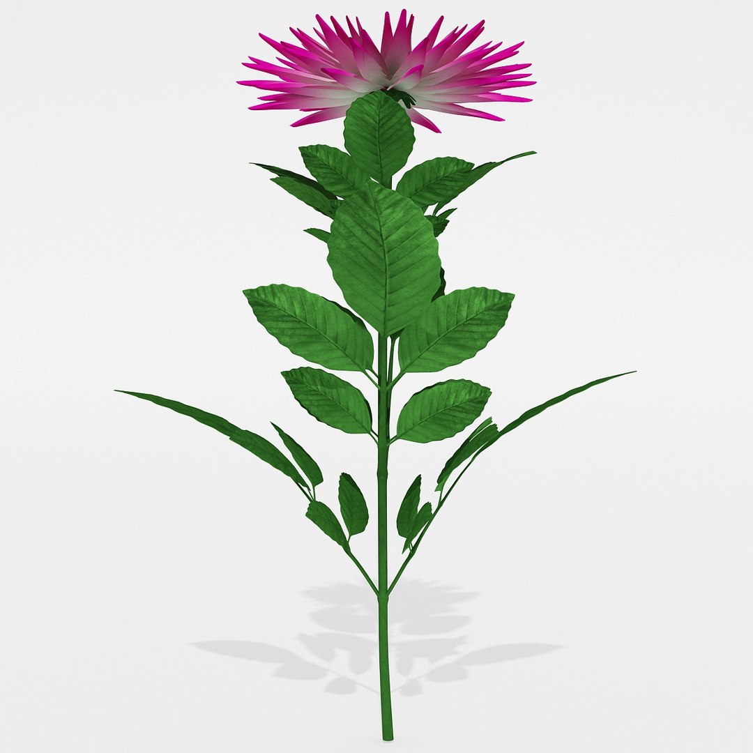 3d Model Dahlias Flowers Modelled