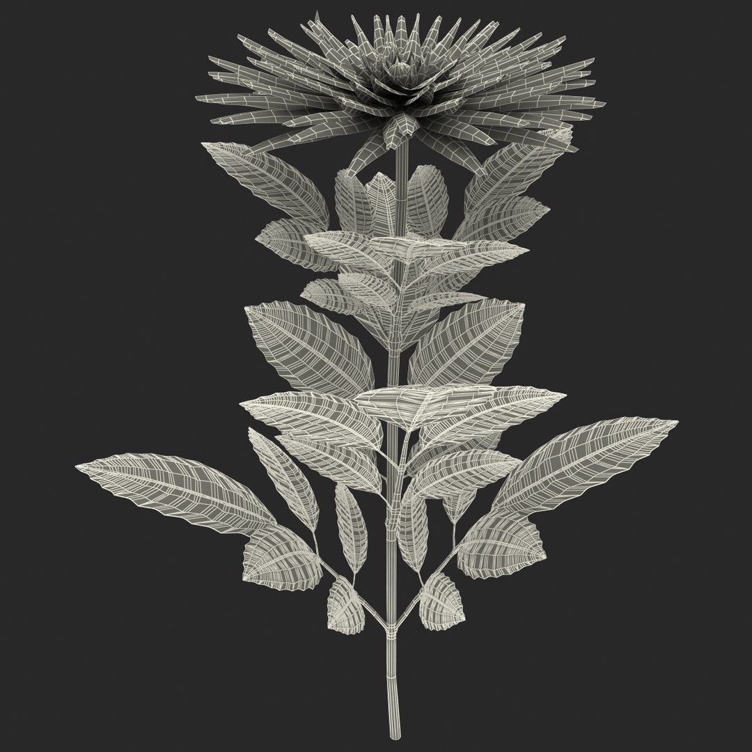 3d Model Dahlias Flowers Modelled
