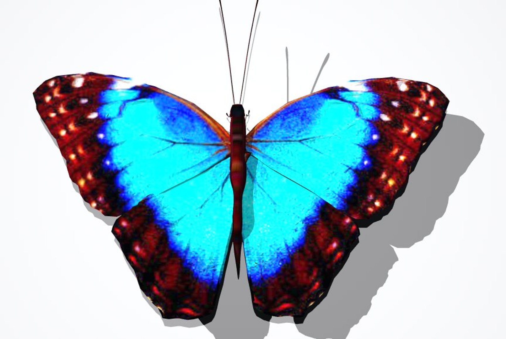 Common Blue Butterfly 3d Model