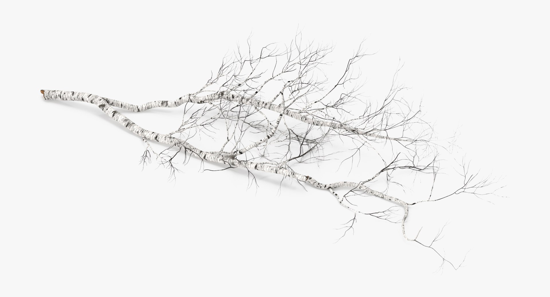 fallen logs birch 3d model