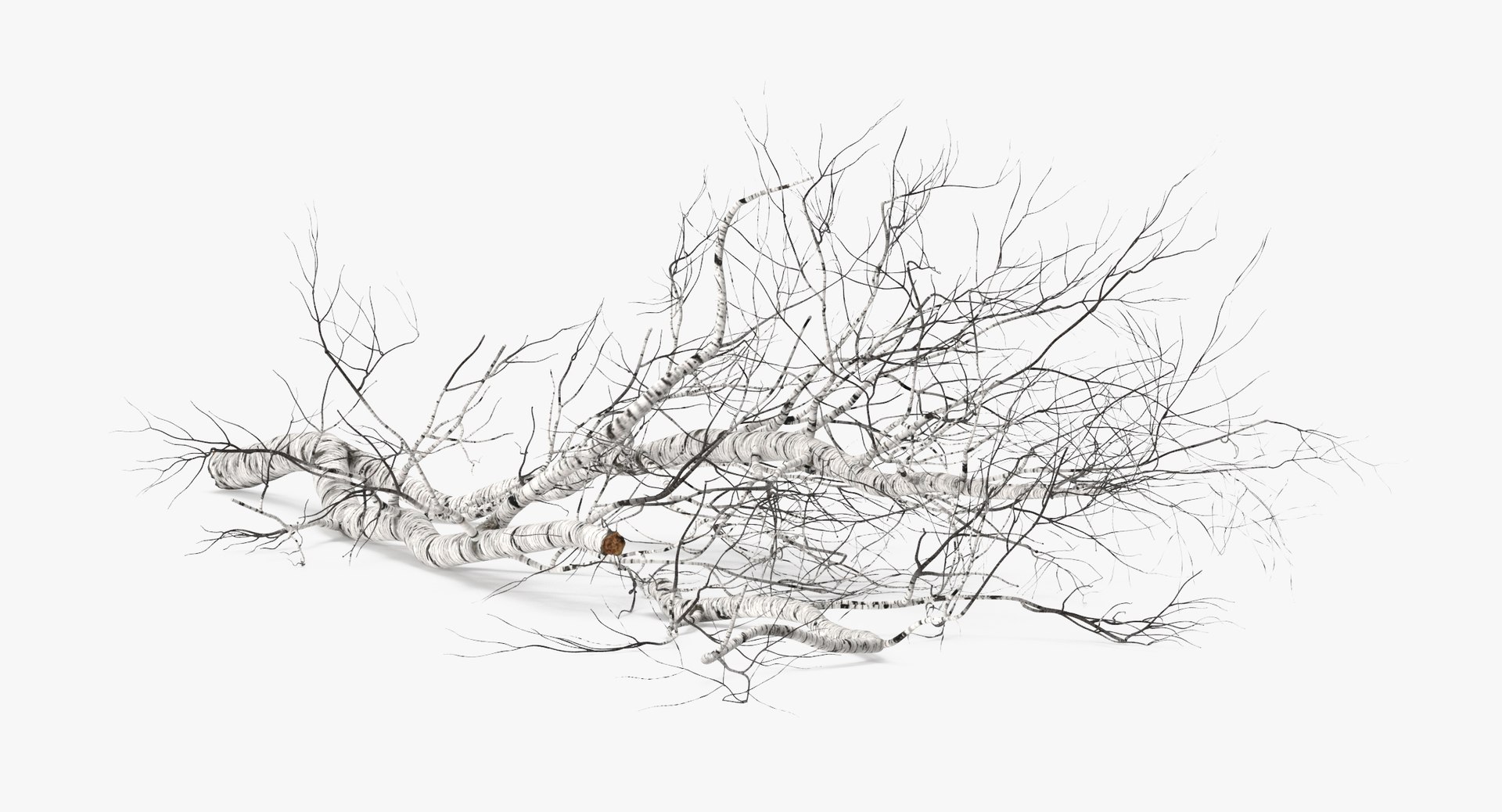 fallen logs birch 3d model