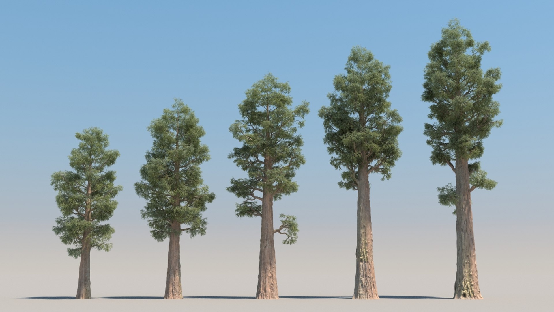 5 Sequoia Trees 3D Model - TurboSquid 1151548